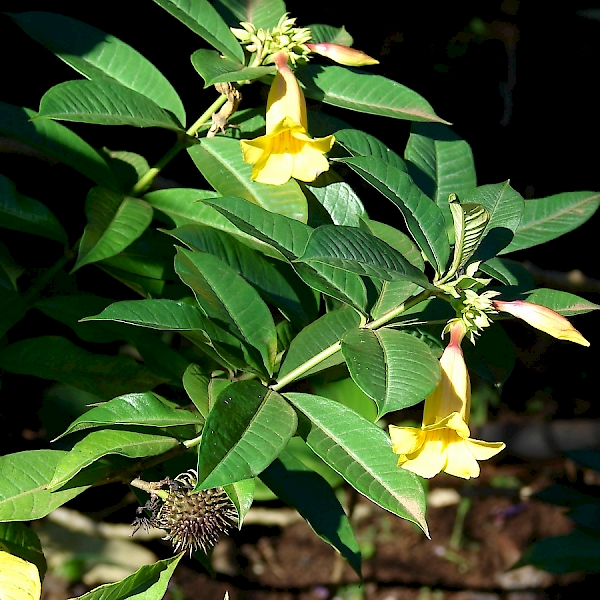 Allamanda schottii - UF/IFAS Assessment - University of Florida ...