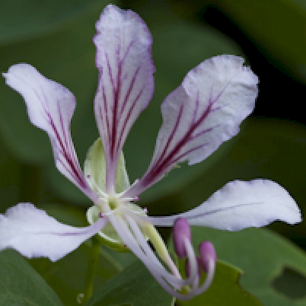 Phanera yunnanensis - UF/IFAS Assessment - University of Florida ...
