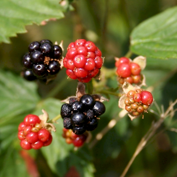 Rubus fruticosus - UF/IFAS Assessment - University of Florida ...