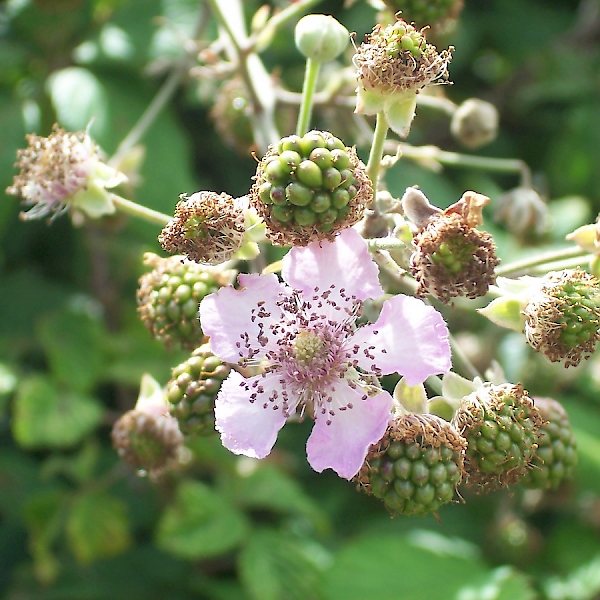 Rubus fruticosus - UF/IFAS Assessment - University of Florida ...