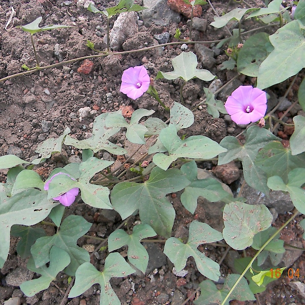 Ipomoea triloba - UF/IFAS Assessment - University of Florida, Institute ...