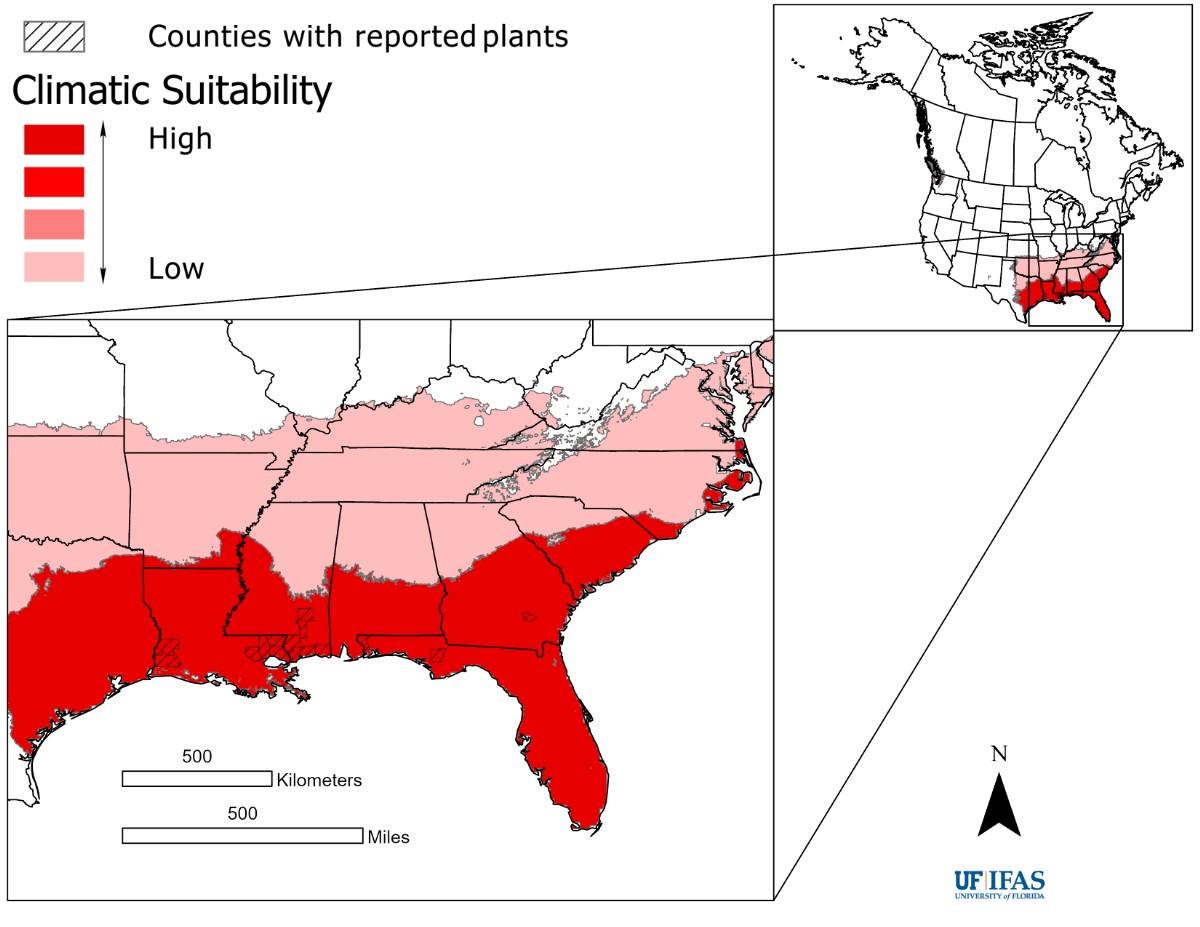 Cyperus pilosus - UF/IFAS Assessment - University of Florida, Institute ...