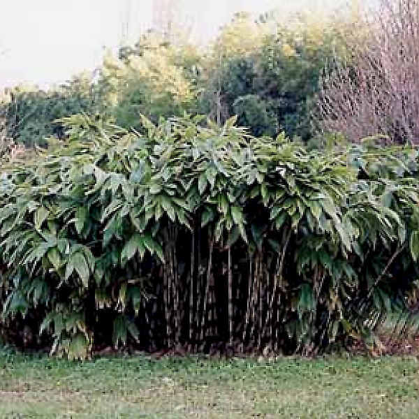 Sasa palmata - UF/IFAS Assessment - University of Florida, Institute of ...