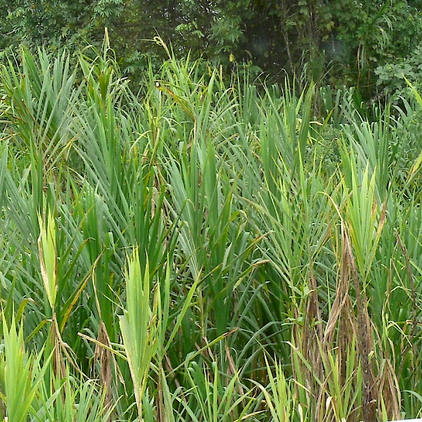Gynerium sagittatum - UF/IFAS Assessment - University of Florida ...