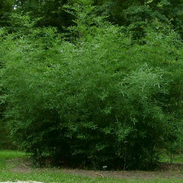 Phyllostachys mannii - UF/IFAS Assessment - University of Florida ...