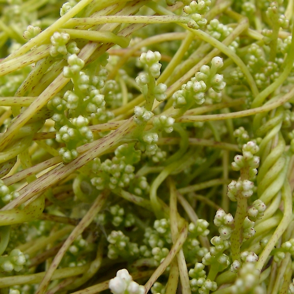 Cuscuta japonica - UF/IFAS Assessment - University of Florida ...