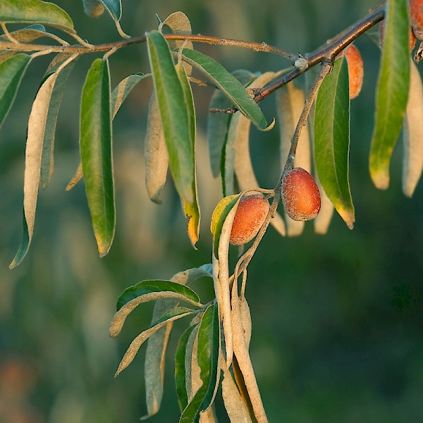 Elaeagnus angustifolia - UF/IFAS Assessment - University of Florida ...