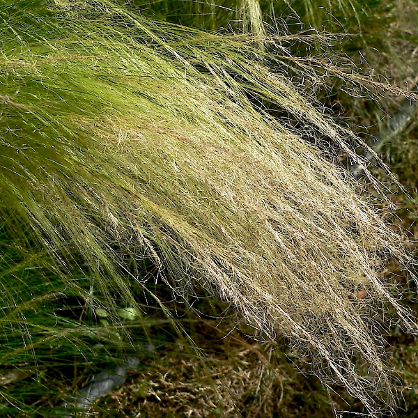 Nassella tenuissima - UF/IFAS Assessment - University of Florida ...