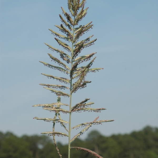 Paspalum quadrifarium - UF/IFAS Assessment - University of Florida ...