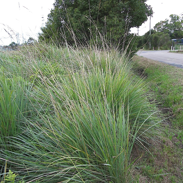 Paspalum quadrifarium - UF/IFAS Assessment - University of Florida ...