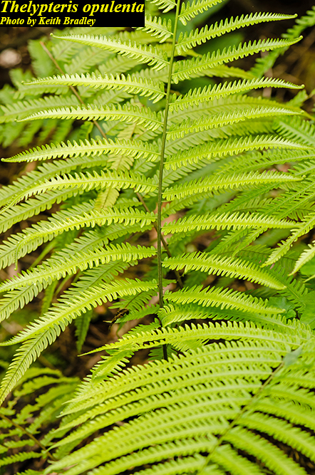 Thelypteris opulenta - UF/IFAS Assessment - University of Florida ...