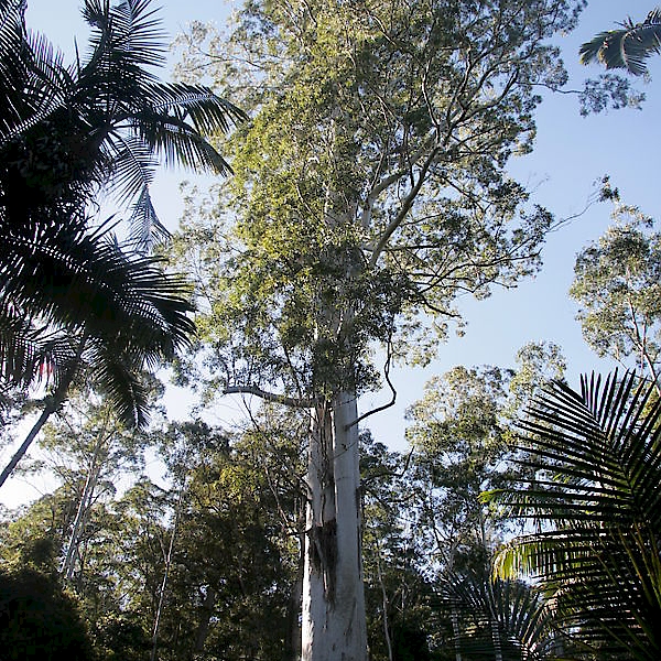 Eucalyptus grandis - UF/IFAS Assessment - University of Florida ...