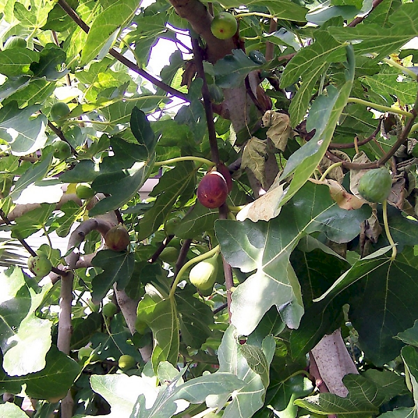 Ficus carica - UF/IFAS Assessment - University of Florida, Institute of ...