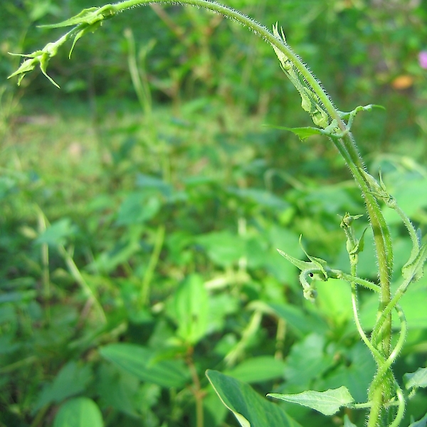 Mikania micrantha - UF/IFAS Assessment - University of Florida ...