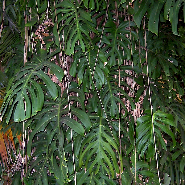 Monstera deliciosa - UF/IFAS Assessment - University of Florida ...