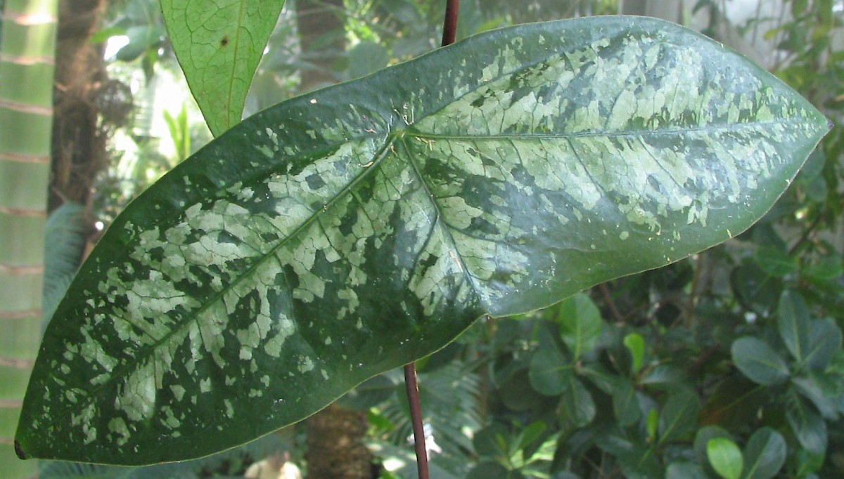 Passiflora Coriacea Ufifas Assessment University Of Florida Institute Of Food And
