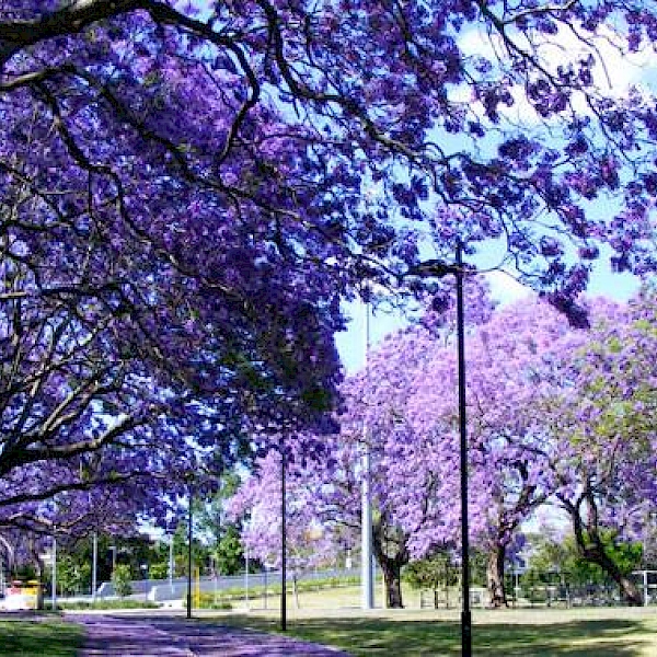 Paulownia elongata - UF/IFAS Assessment - University of Florida ...