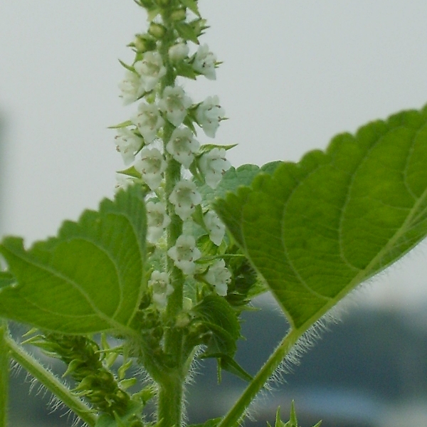 Perilla frutescens - UF/IFAS Assessment - University of Florida ...