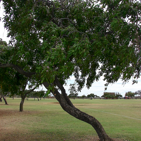 Millettia pinnata - UF/IFAS Assessment - University of Florida ...