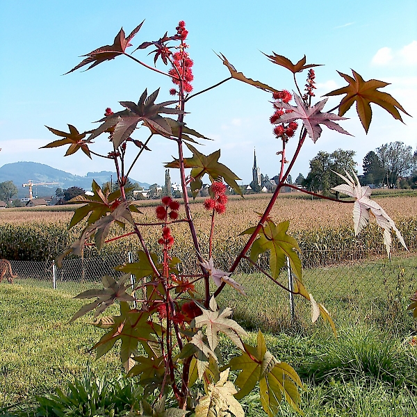 Ricinus communis - UF/IFAS Assessment - University of Florida ...