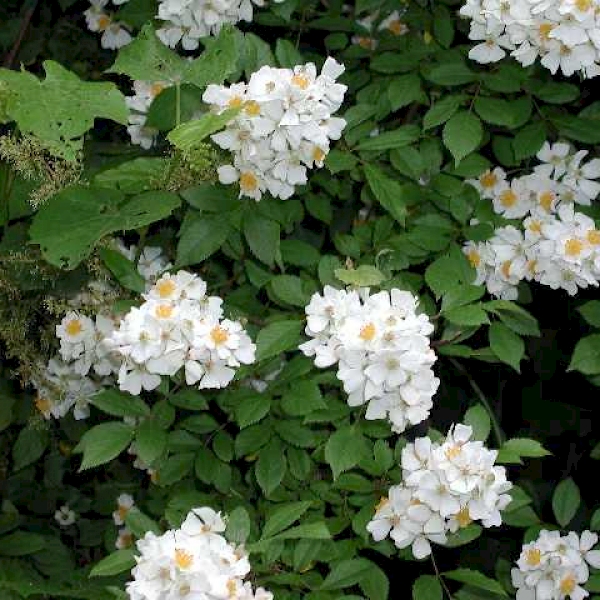 Rosa multiflora - UF/IFAS Assessment - University of Florida, Institute ...