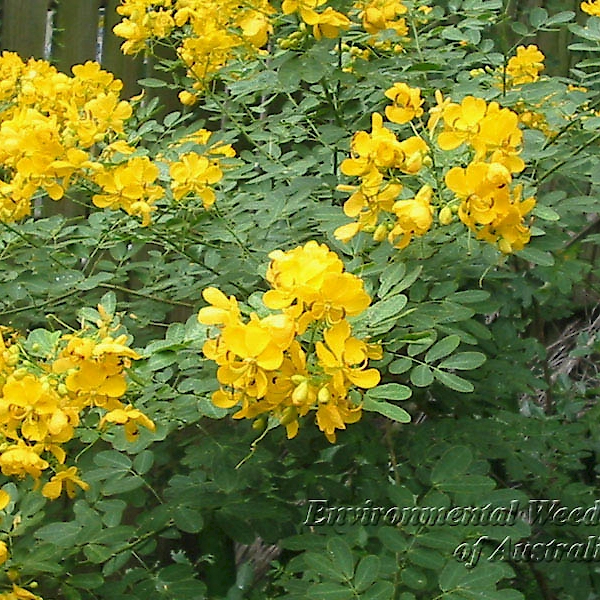 Senna pendula var glabrata - UF/IFAS Assessment - University of Florida ...