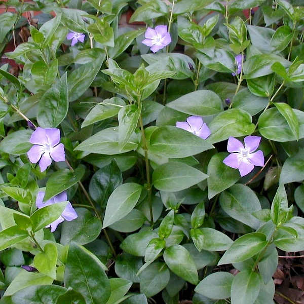 Vinca major - UF/IFAS Assessment - University of Florida, Institute of ...